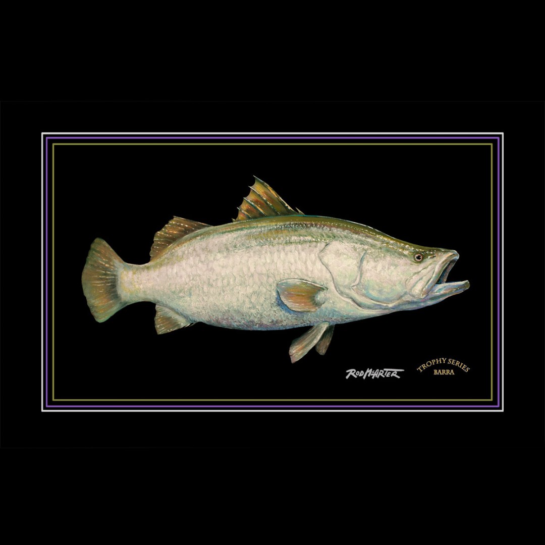 Barramundi | Fish Art Prints by Rod McArter