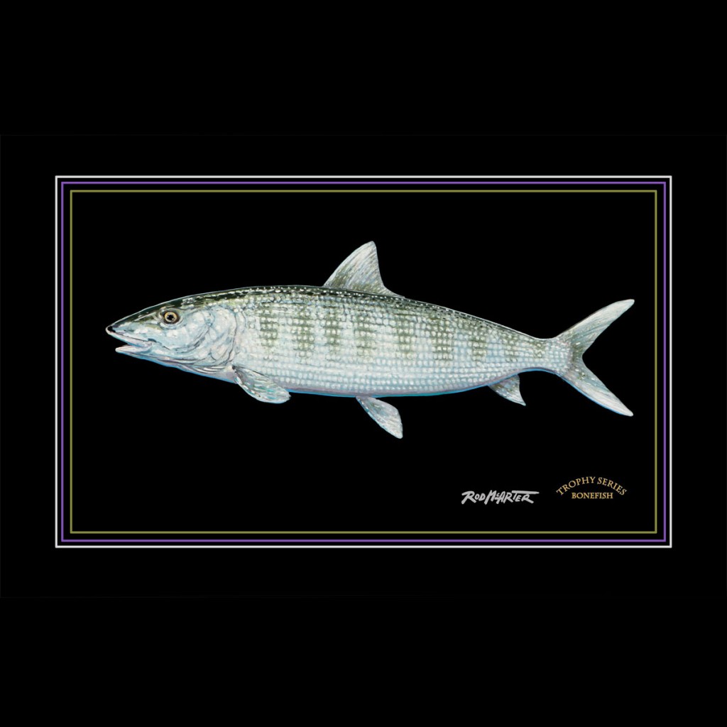 Bonefish | Fish Art Prints by Rod McArter